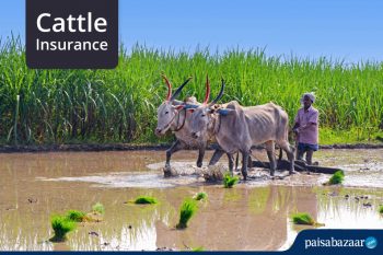Cattle Insurance: Coverage, Claim & Renewal