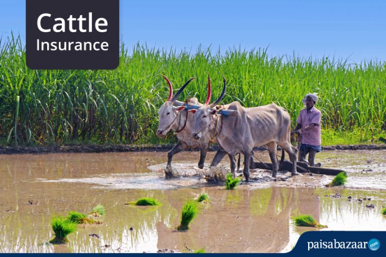 Cattle Insurance: Coverage, Claim & Renewal